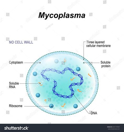 Structure Mycoplasma Cell Bacterium Causative Agent Stock Illustration 655197004 Shutterstock