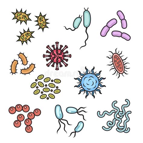 Bacteria Microorganisms Diagram Medical Science Stock Illustration