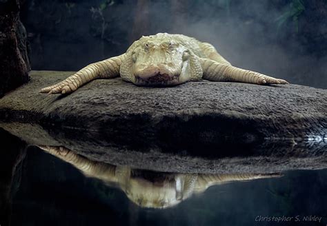 Rare White Alligator