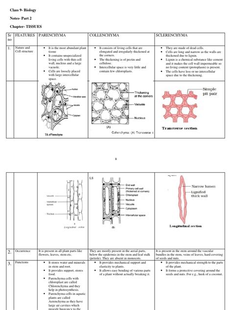 Notes Chapter Tissues 2 Pdf Tissue Biology Plant Stem