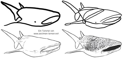 Guía Paso A Paso Para Dibujar Peces Y Tiburones