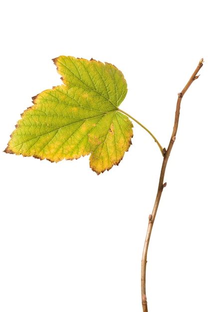 Autumn Leaf Premium Photo