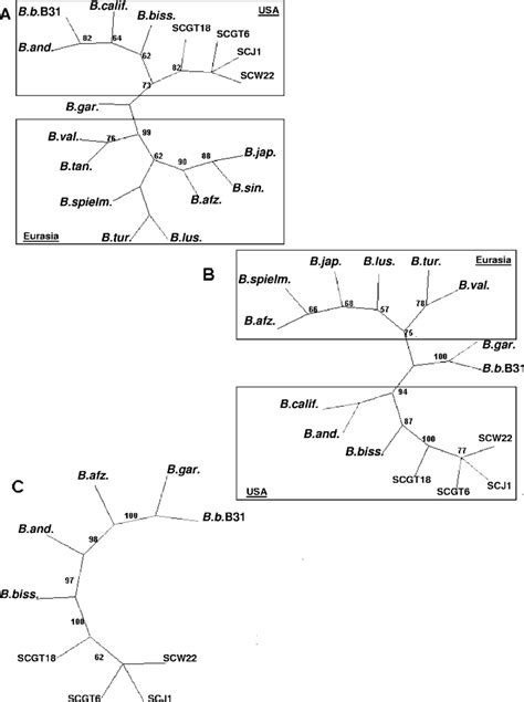 Phylogenetic Analysis Based On Concatenated Sequences Of Control Download Scientific Diagram