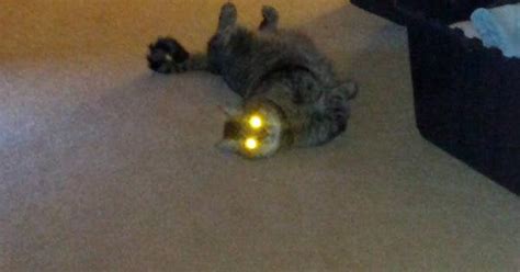 My Cat Is Assuming Direct Control Rfunny