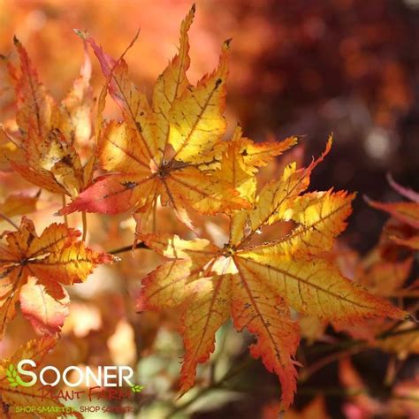 New Arrivals Alert Shop The Suminagashi Upright Japanese Maple Collection At