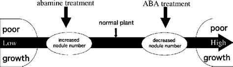 Schematic Representation Of The Hypothesis Suggesting That Internal ABA Download Scientific