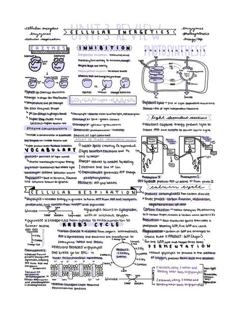 AP Biology Unit 3 Review Notes Etsy Science Notes Biology Units