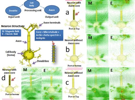Signal Processing Along The Neuron 21 A And C Energy Source Applied Download Scientific