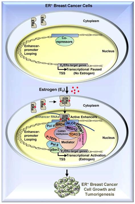 A Hypermethylation Strategy Utilized By Enhancer Bound Carm1 To Promote