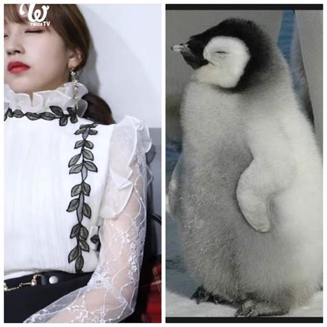 This Japanese Once Has Proven Once And For All That Twices Mina Is In Fact A Penguin Koreaboo
