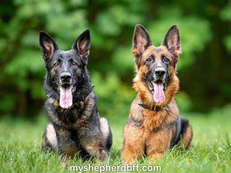 Sable German Shepherds Vs Classic Price Traits And More