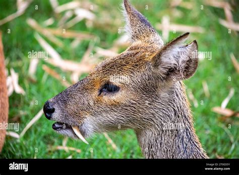 The Water Deer Hydropotes Inermis Is A Small Deer Species Native To China And Korea Its