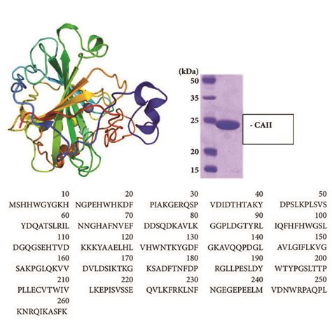 The Structure And Amino Acid Sequence Of The Human Carbonic Anhydrase Download Scientific