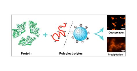 Effects Of Control Factors On Proteinpolyelectrolyte Complex Coacervation Biomacromolecules