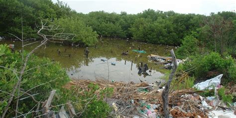 Invasiones Deforestan El Manglar En La Isla Campeche Hoy