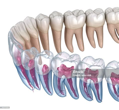치과 루트 해부학 엑스레이 보기 의학적으로 정확한 치과 3d 일러스트레이션 구강에 대한 스톡 사진 및 기타 이미지 구강 둥근 돌출부 디지털 생성 이미지 Istock