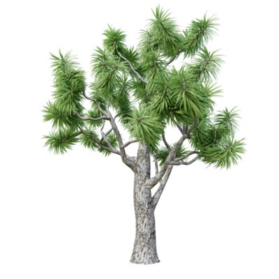 Tree Architecture PNGs For Free Download