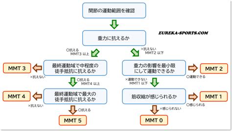 Mmtって何？リコンディショニング、リハビリテーションの基礎、徒手筋力検査法について解説 ユリーカスポーツ