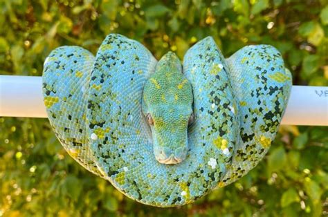 Green Tree Python Owners Guide Best Practices For Keepers