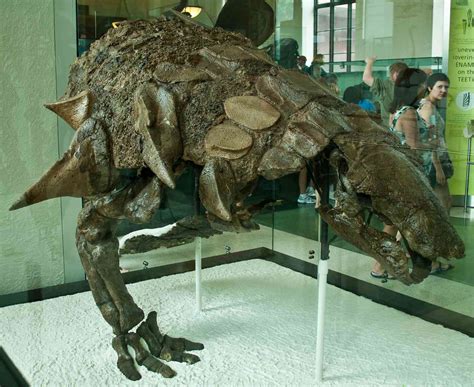 Edmontonia Facts And Figures