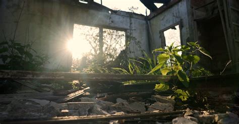 Weeds Growing Inside An Abandoned House Free Stock Video Footage