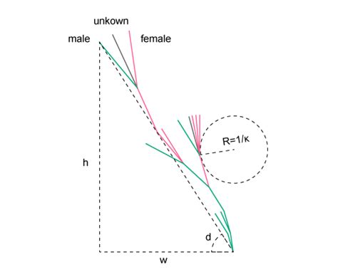 Visual Metrics Of A Tree W Width H Height D Angle In Degrees