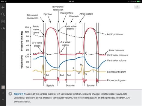 Lecture 4 Circulatory System Cardiac Cycle And Cardiac Output Flashcards Quizlet
