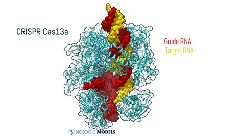 Crispr Cas13a Bound To Guide Rna And Target Rna Biologic Models