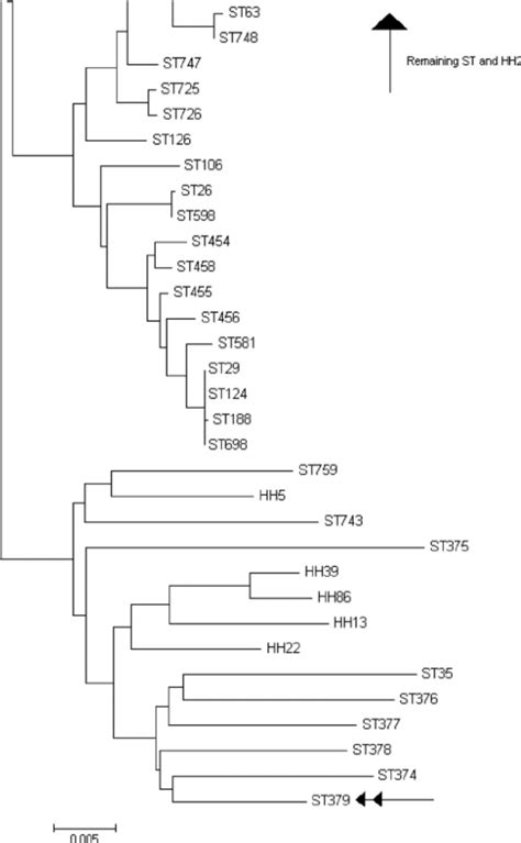 Neighbor Joining Dendrogram Based On Concatenated Sequences Of The