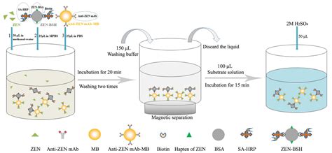 Magnetic Bead Based Chemiluminescent Immunodetection Of Zearalenone
