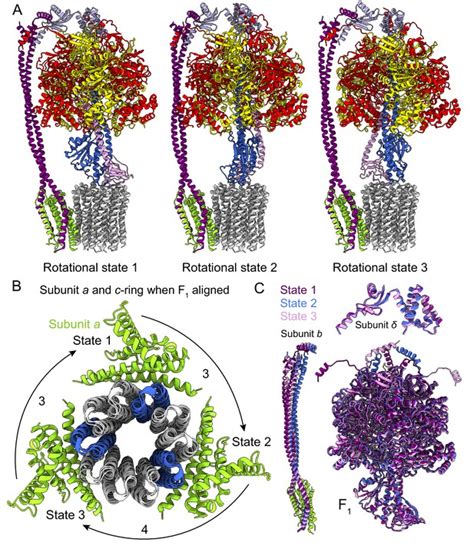 Figures And Data In Structure Of A Bacterial Atp Synthase Elife