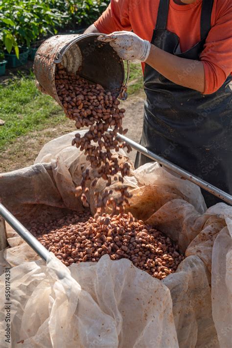 Cacao Pods Cocoa Pods Organic Chocolate Farm Thailand Cocoa Pod Cut Exposing Cocoa Seeds With