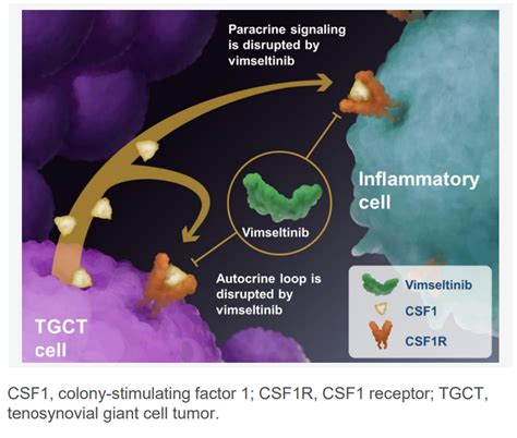Vimseltinib Romvimza What Patients Need To Know Oncodaily
