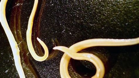 Russian Worms Frozen For Nearly 42000 Years Alive And Well Scientists