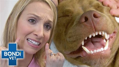 Can A Dog Get Braces