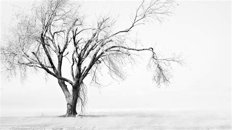 배경 화면 단순한 단색화 나무 간단한 배경 화이트 흰색 배경 삽화 선명한 겨울 안개 눈 1920x1080 Wyrwsyk 1474073 배경