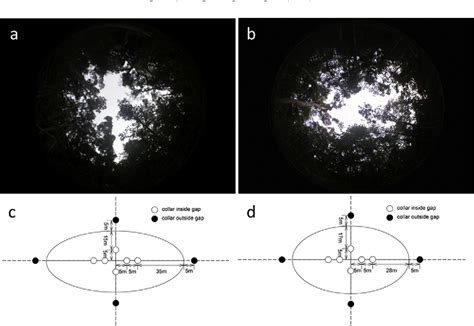 Figure 1 From Effects Of Canopy Gaps On N2o Fluxes In A Tropical