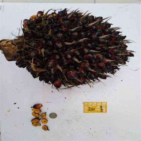 Palm Oil Maturity Object Detection Dataset And Pre Trained Model By Atom