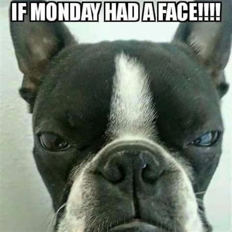 14 Funniest Boston Terrier Memes The Paws
