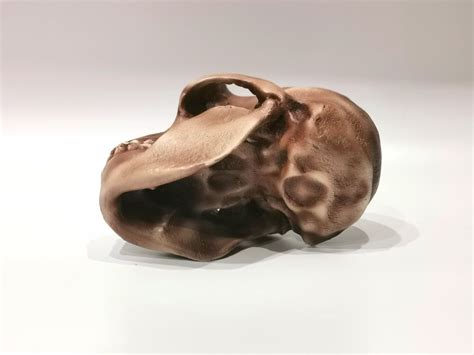 Australopithecus Africanus Skull Replica Full Size 3d Printed Etsy