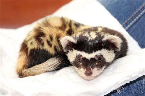 Where Can I See The Marbled Polecat In The Wild