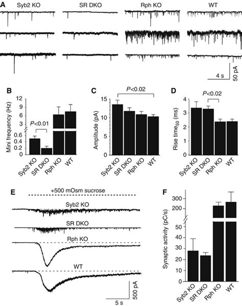 Spontaneous Synaptic Responses ‘minis And Hypertonic Sucrose Evoked