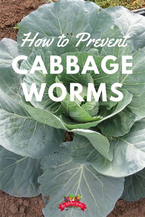 Cabbage Worms Artofit