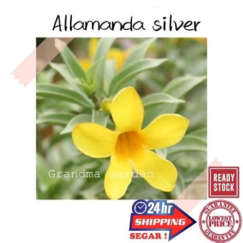 Gg Real Plant Allamanda Silver Pokok Bunga Hidup Hiasan Rumah Luar Live Outdoor Houseplant