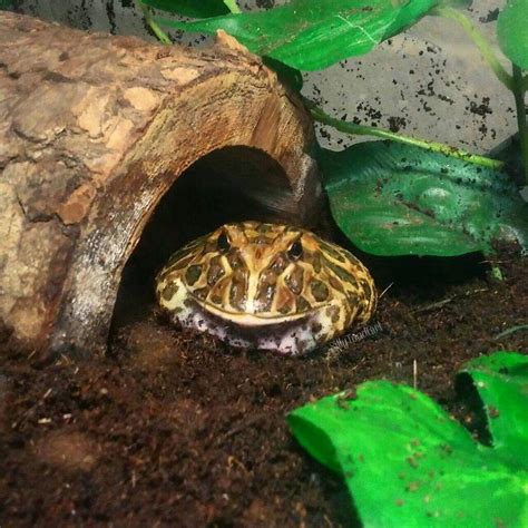 Types Of Pacman Frogs Dikimatic