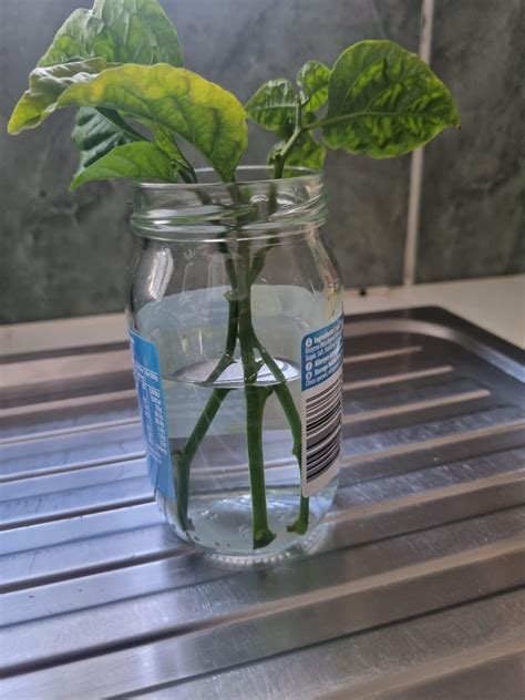 Cutting Propagation R Chilli