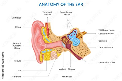 Anatomy Of The Ear Includes The Outer Middle And Inner Ear Each With Specialized Structures