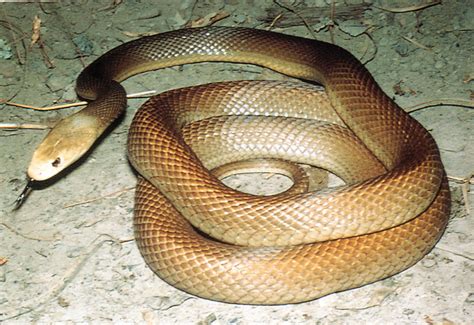 Taipan from Cairns, Qld. Photo: Steve Wilson. | Download Scientific Diagram