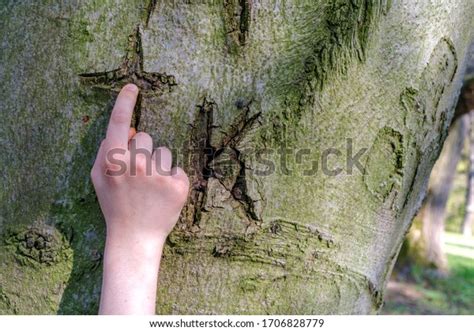 Names Carved On Tree Images Stock Photos Vectors Shutterstock