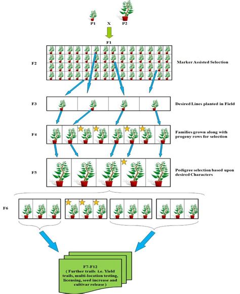 Marker Assisted Selection Mas Molecular Approaches For Seed Quality